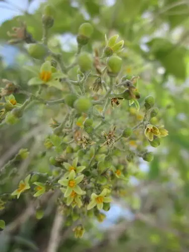 Metopium brownei - PictureThis