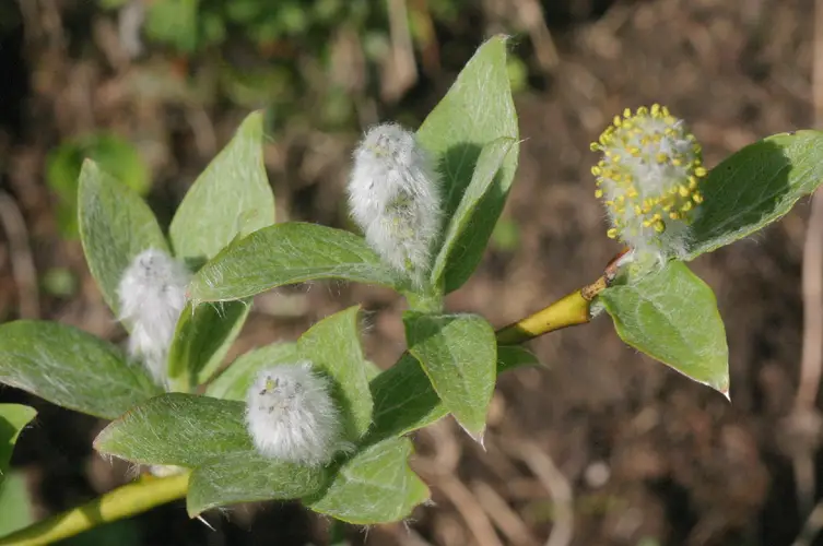 Apple-leaved willow (Salix hastata) Flower, Leaf, Care, Uses - PictureThis