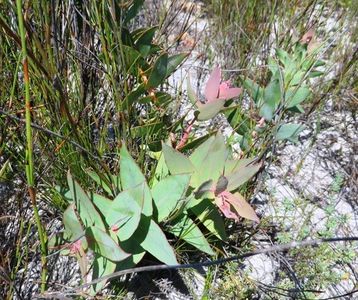 How to Grow and Care for Clasping-leaf sugarbush