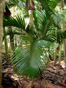 How to Transplant Norfolk island palm? (Ideal time, Methods, and Post Care)