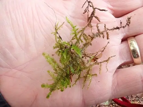 Neckera douglasii - PictureThis
