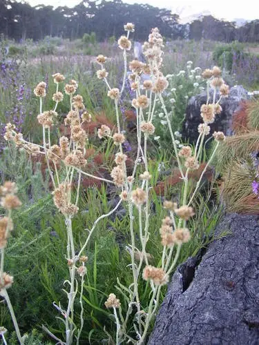 Pseudognaphalium undulatum - PictureThis