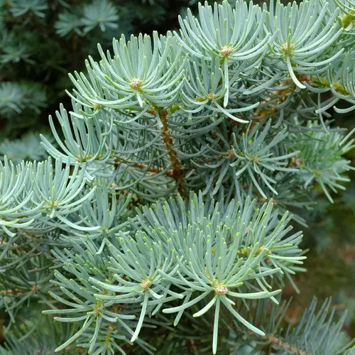 Abeto del Colorado (Abies concolor) - PictureThis