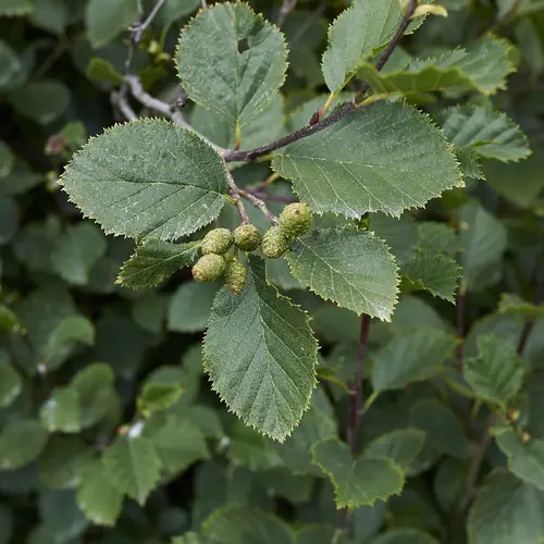 Aliso gris (Alnus incana) - PictureThis