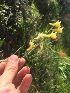 How to Propagate Yellow larkspur
