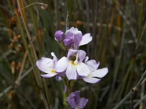 Purple eyebright (Euphrasia collina) Flower, Leaf, Care, Uses - PictureThis