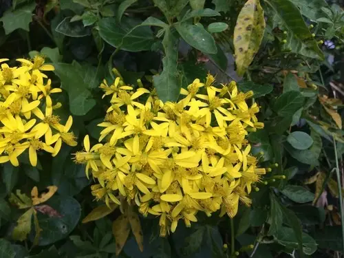 Enredadera canaria (Senecio tamoides) - PictureThis