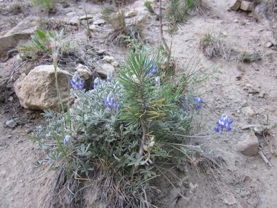 How to Grow and Care for Pacific lupine