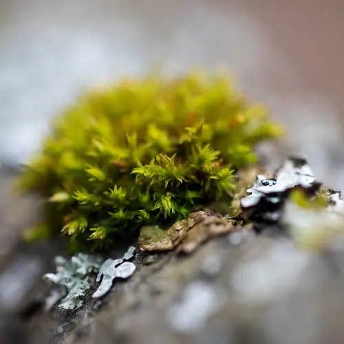 Musgo de hilo plateado (Bryum argenteum) - PictureThis