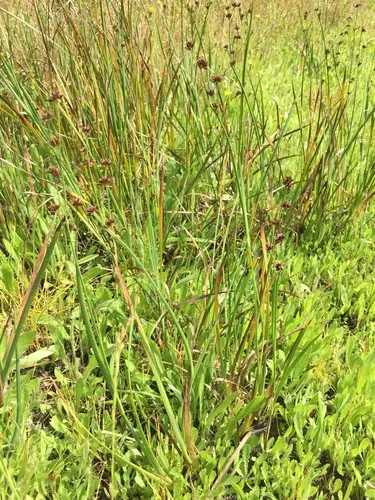 Juncus xiphioides - PictureThis