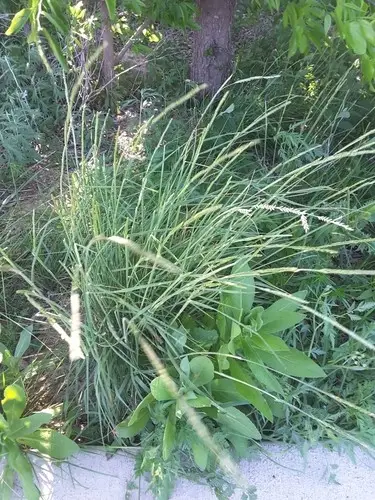 Mangona (Eriochloa sericea) - PictureThis