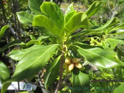 Antirhea borbonica - PictureThis