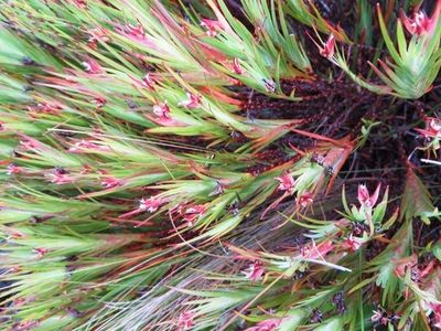 Nivenia - PictureThis