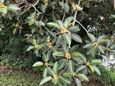 How to Grow and Care for Port jackson fig