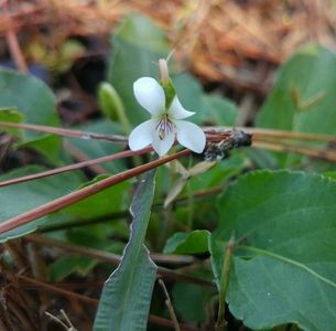 How to Grow and Care for Primrose-leaf violet