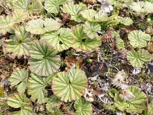 How to Prune Gunnera magellanica