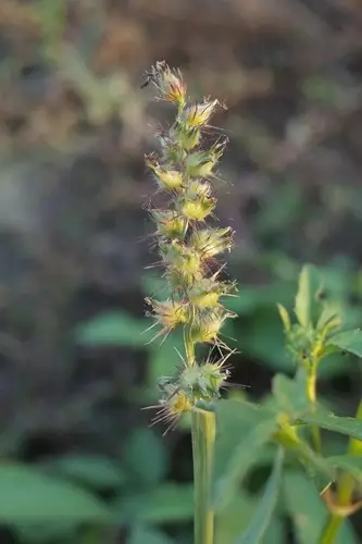 Zacate cadillo (Cenchrus echinatus) - PictureThis