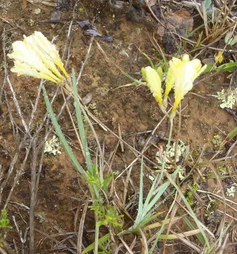 Common freesia (Freesia corymbosa) Flower, Leaf, Care, Uses - PictureThis