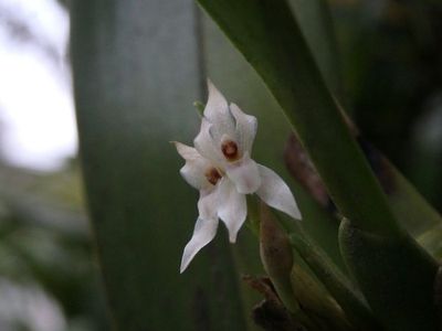 How to Grow and Care for Maxillaria densa