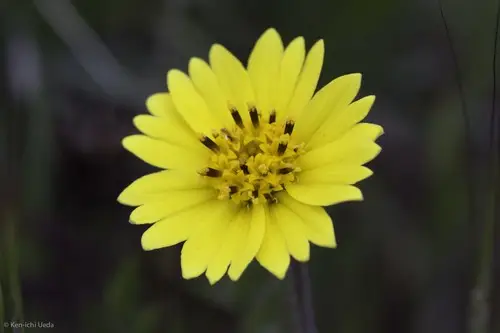 Layia gaillardioides - PictureThis