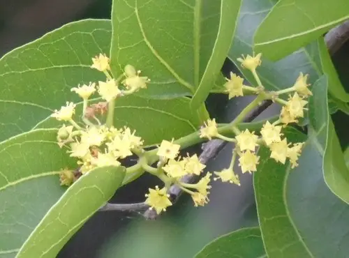 Sarcomphalus amole Flower, Leaf, Care, Uses - PictureThis