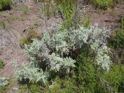 How to Grow and Care for African wormwood