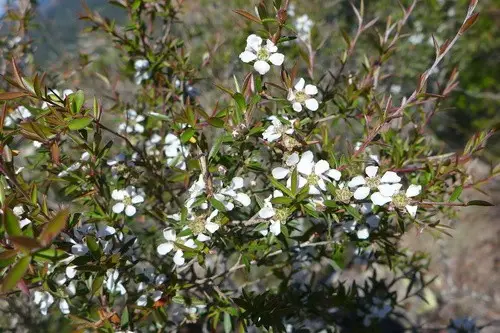 Ngungun may bush (Leptospermum luehmannii) Flower, Leaf, Care, Uses ...