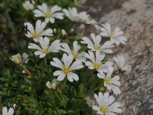 How to Transplant Glacier mouse-ear chickweed? (Ideal time, Methods ...