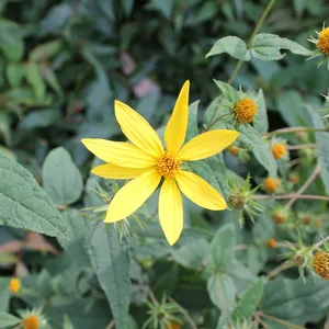 Where To Place Woodland sunflower In Feng Shui? (Characteristics ...