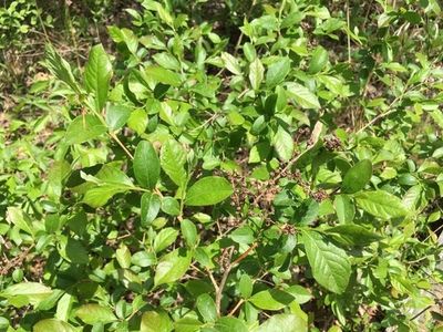 Maleberry (Lyonia ligustrina) - PictureThis