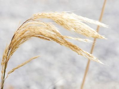 How to Grow and Care for Himalayan fairy grass