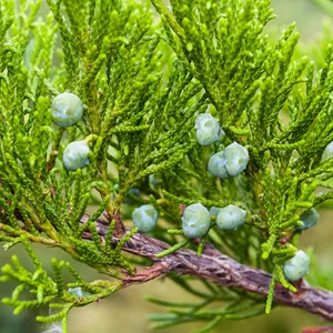 What is the Optimal Temperature for Western juniper? (Range, Effects ...