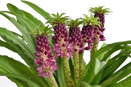 Eucomis aloha 'Leia' - PictureThis