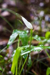 How to Propagate White arrow arum