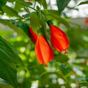 Malvavisco - Malvaviscus arboreus (Cuidado, Características, Flor ...
