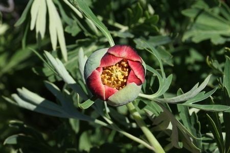 How to Grow and Care for California Peony