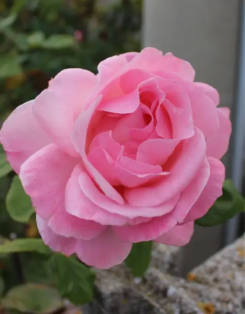 Rosa 'The Queen Elizabeth' - PictureThis