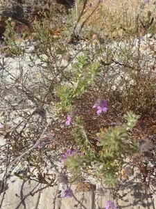 How to Prune Indigofera mauritanica