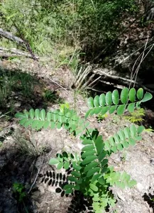 How to Prune Panicled false indigo