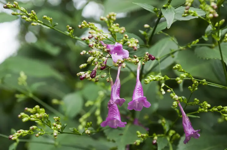 Chinese rain bell (Strobilanthes hamiltoniana) Flower, Leaf, Care, Uses ...