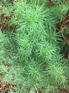 How to Prune California sagebrush