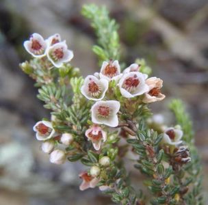 How to Grow and Care for Erica deflexa