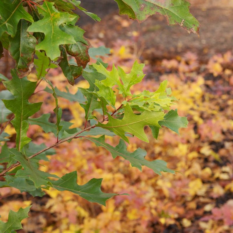 How to Solve Problems with Texas red oak?