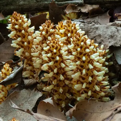 How to Plant and Grow American Cancer-Root(Conopholis americana)