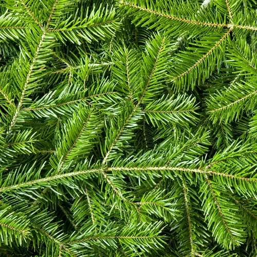 Oyamel de jalisco (Abies guatemalensis) - PictureThis