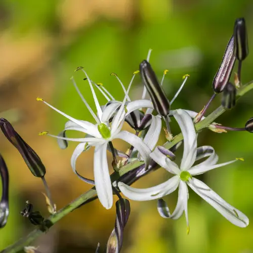 How to Plant and Grow Wavy-leaf soap plant(Chlorogalum pomeridianum)