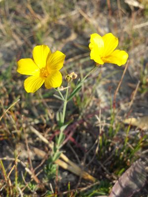 Sea flax (Linum maritimum) - PictureThis