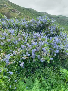 จะย้ายปลูก Ceanothus 'Ray Hartman' ได้อย่างไร (เวลาที่เหมาะสม วิธีการ ...