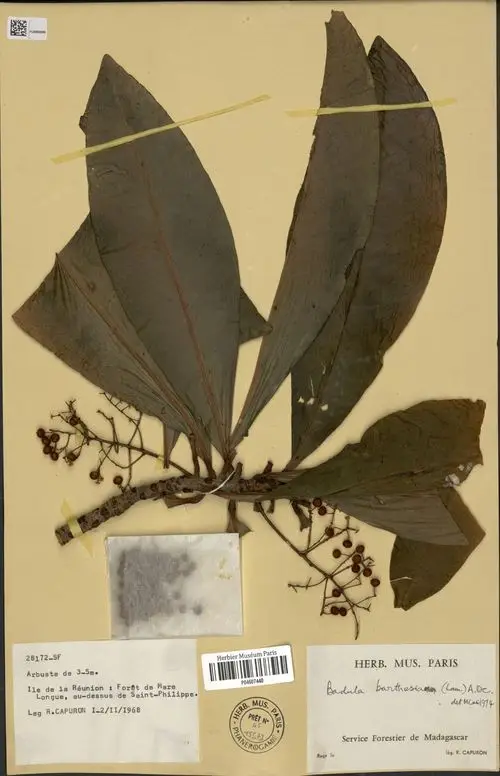 Badula barthesia - PictureThis