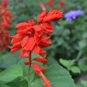 Salvia roja - Salvia splendens (Cuidado, Características, Flor, Imágenes)